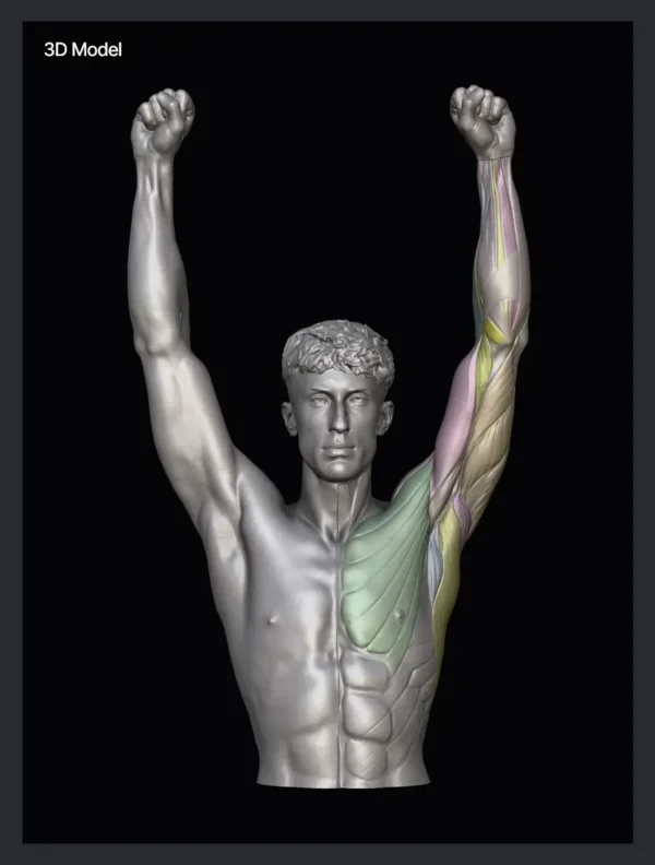 3D Reference Tool Premium | by Anatomy For Sculptors