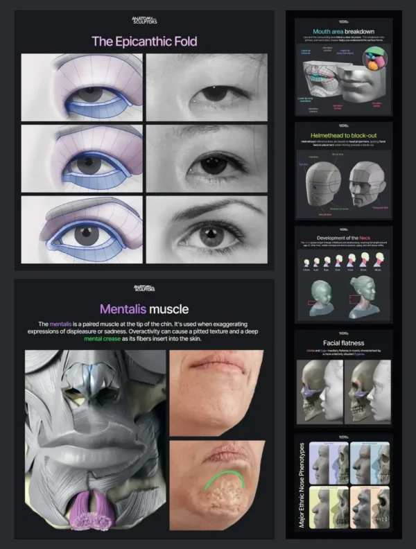 3D Reference Tool Premium | by Anatomy For Sculptors