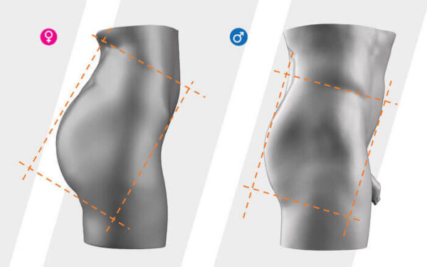 Butt bones and body proportions | Anatomy For Sculptors