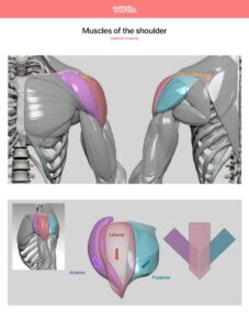 Arm and Hand in Motion book | Anatomy For Sculptors