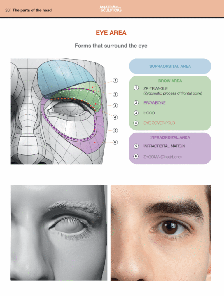 Form of the Head and Neck | by Anatomy For Sculptors