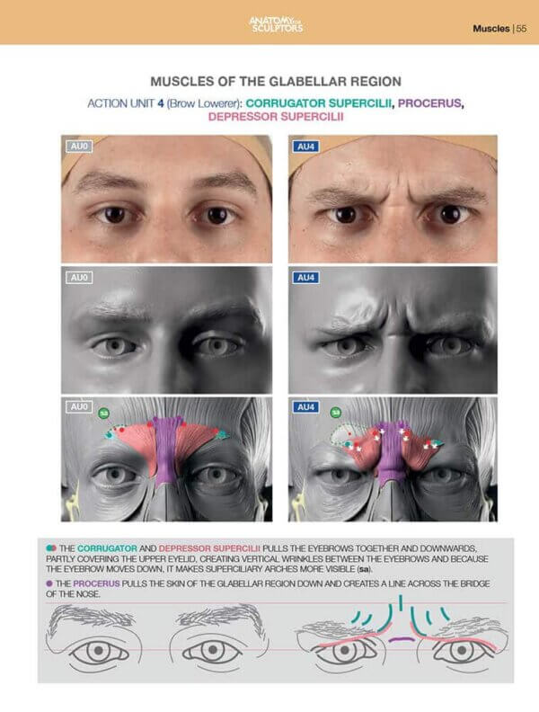 Anatomy of Facial Expression | by Anatomy For Sculptors