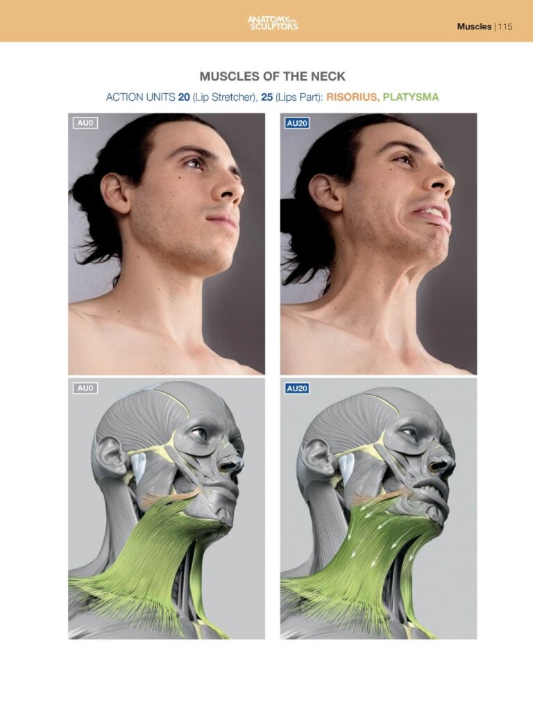 Anatomy of Facial Expression | by Anatomy For Sculptors
