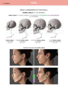 Anatomy of Facial Expression | by Anatomy For Sculptors
