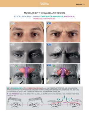 Anatomy of Facial Expression | by Anatomy For Sculptors