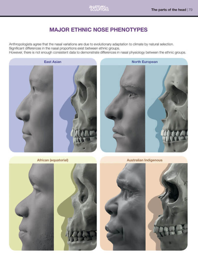 Form of the Head and Neck | by Anatomy For Sculptors