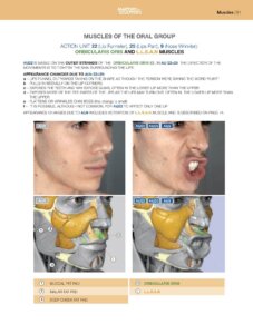 Anatomy of Facial Expression | by Anatomy For Sculptors