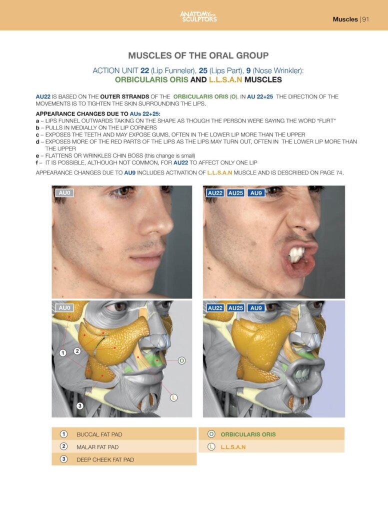 Anatomy of Facial Expression | by Anatomy For Sculptors