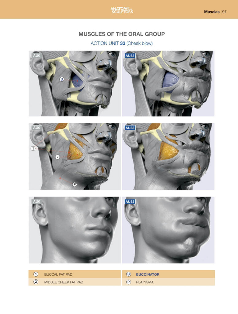 Anatomy of Facial Expression | by Anatomy For Sculptors