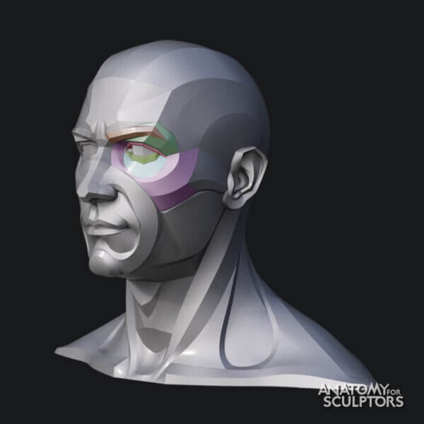 Forming the Head: Simple to Complex | Anatomy For Sculptors