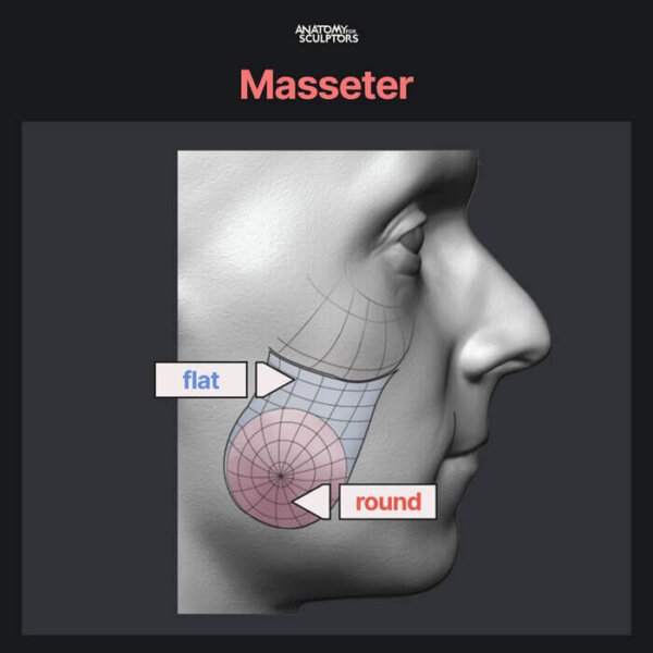 Forming the Head: Simple to Complex | Anatomy For Sculptors