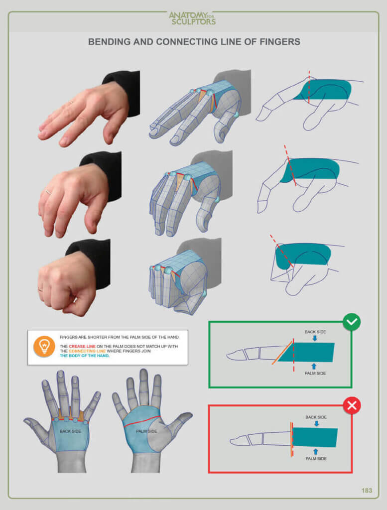 Understanding the Human Figure | by Anatomy For Sculptors