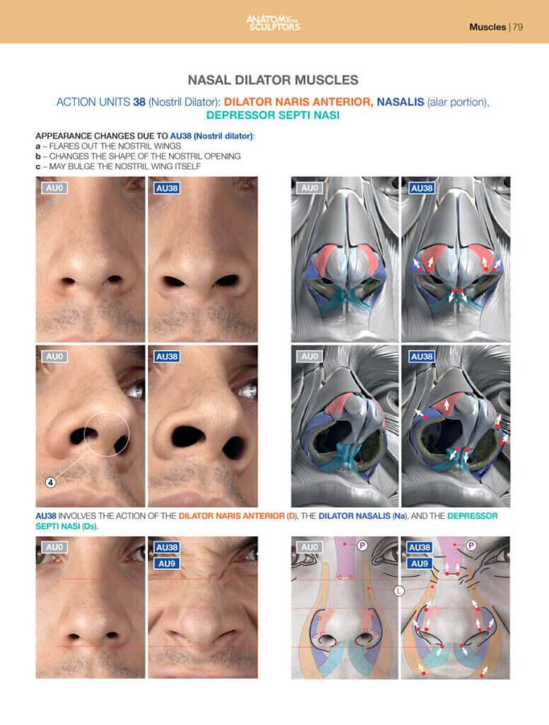 Anatomy of Facial Expression | by Anatomy For Sculptors